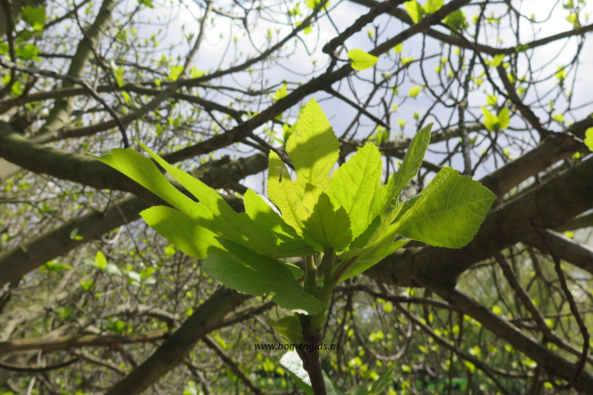 European treeguide Bomengids.nl featuring: Vijg | Common_fig ...