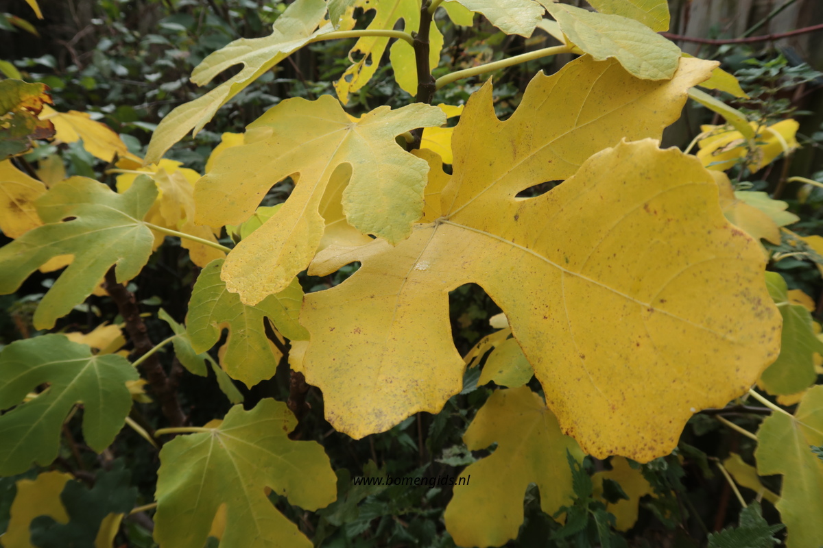 European treeguide Bomengids.nl featuring: Vijg | Common_fig ...
