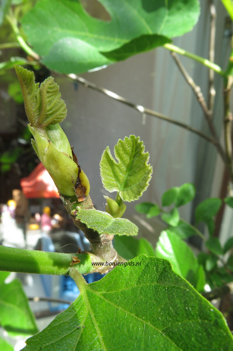 European treeguide Bomengids.nl featuring: Vijg | Common_fig ...