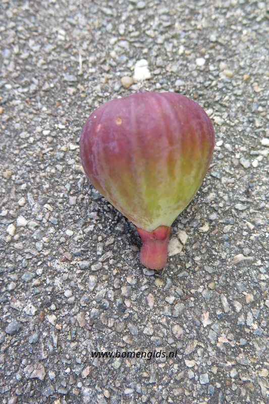 European treeguide Bomengids.nl featuring: Vijg | Common_fig ...