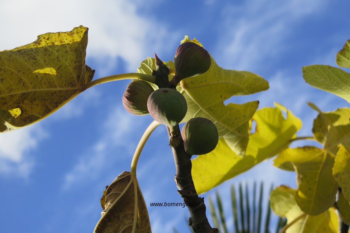 European treeguide Bomengids.nl featuring: Vijg | Common_fig ...