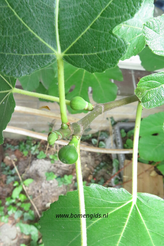 European treeguide Bomengids.nl featuring: Vijg | Common_fig ...