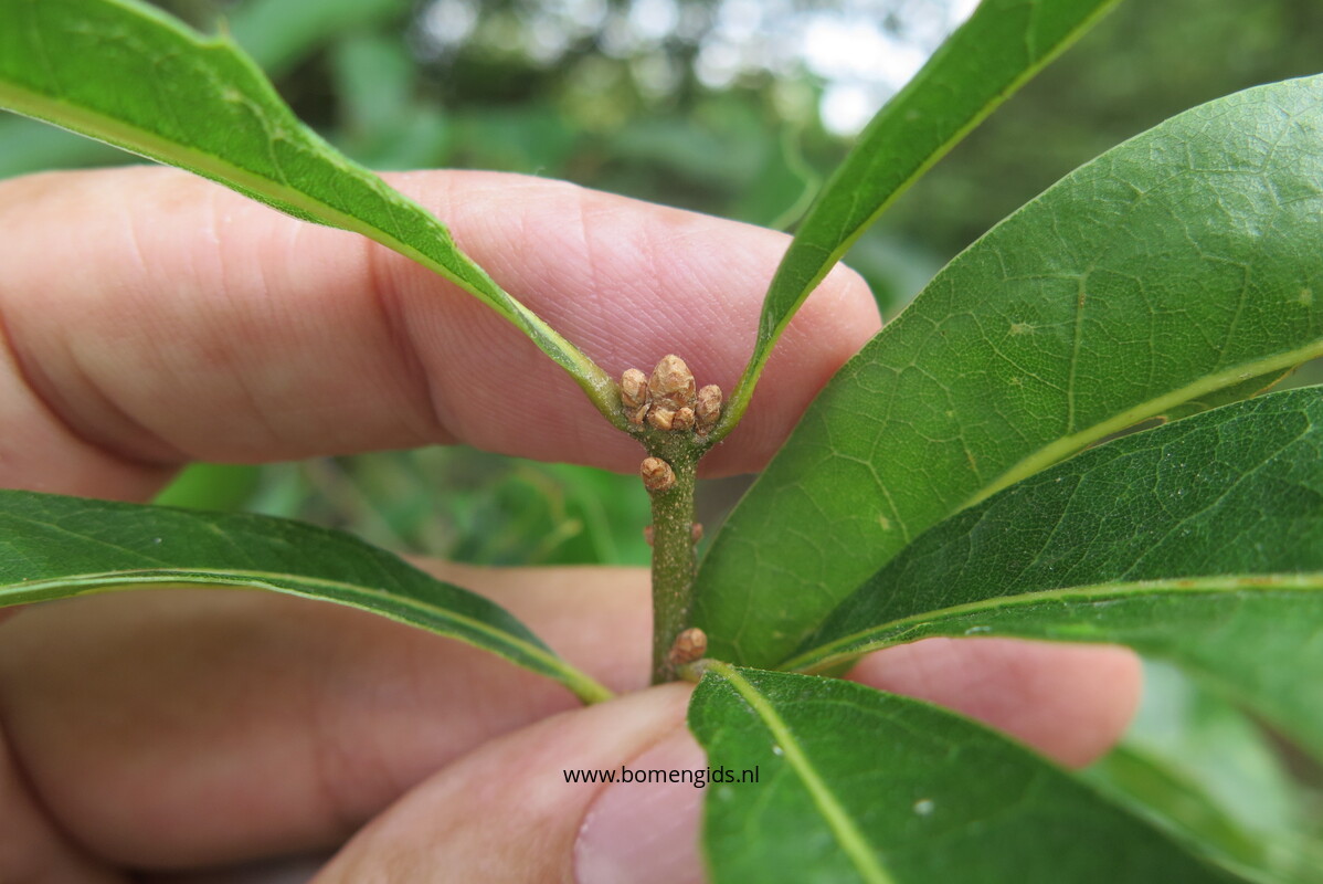European treeguide Bomengids.nl featuring: Water_eik | Water_oak ...