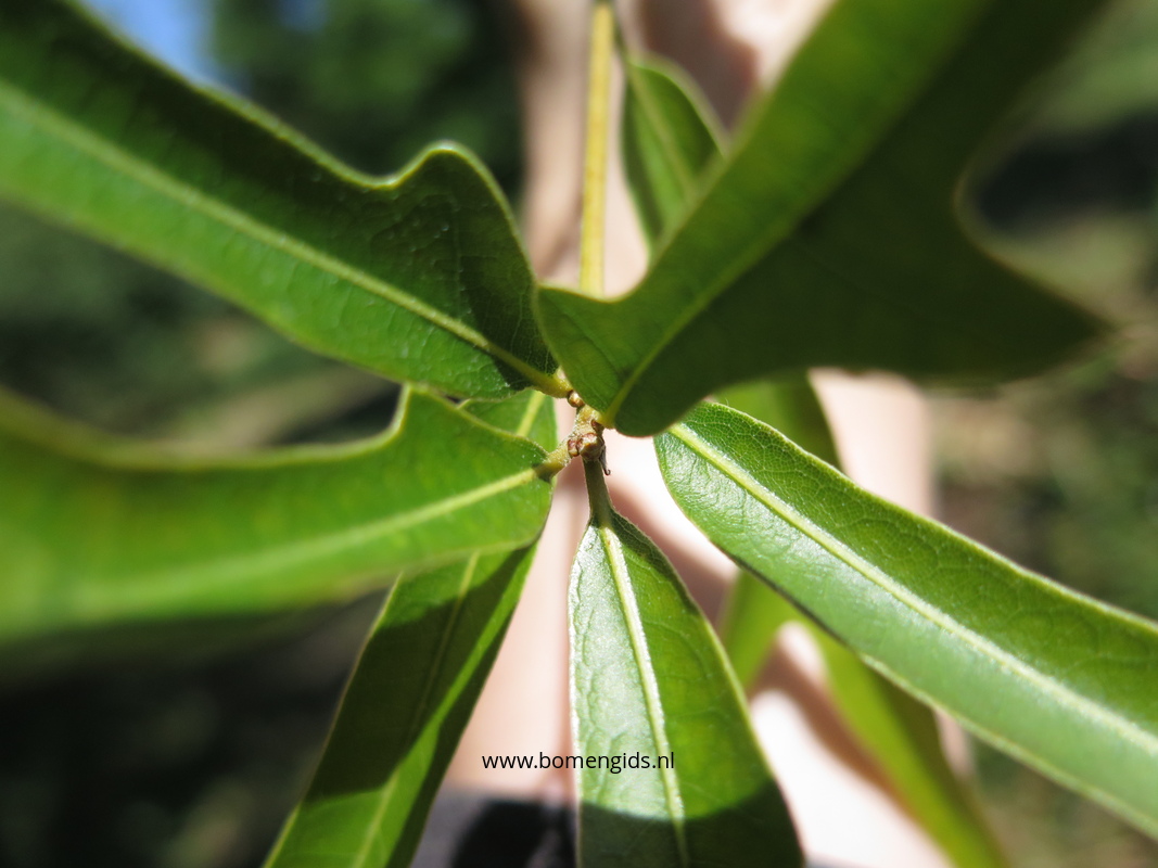 European treeguide Bomengids.nl featuring: Water_eik | Water_oak ...