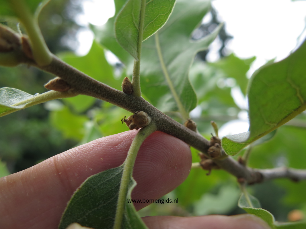European treeguide Bomengids.nl featuring: Water_eik | Water_oak ...