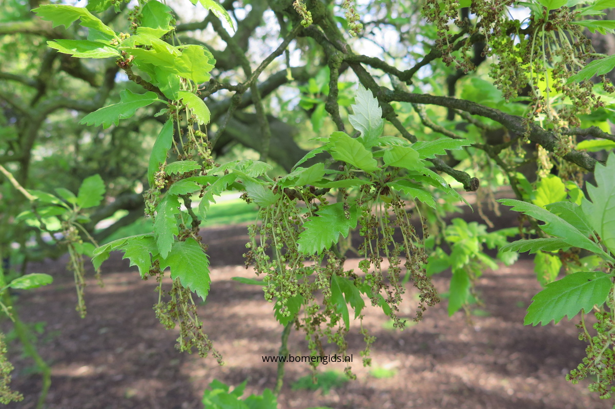 European treeguide Bomengids.nl featuring: Turkse_x_kurk_eik--Lucombe ...