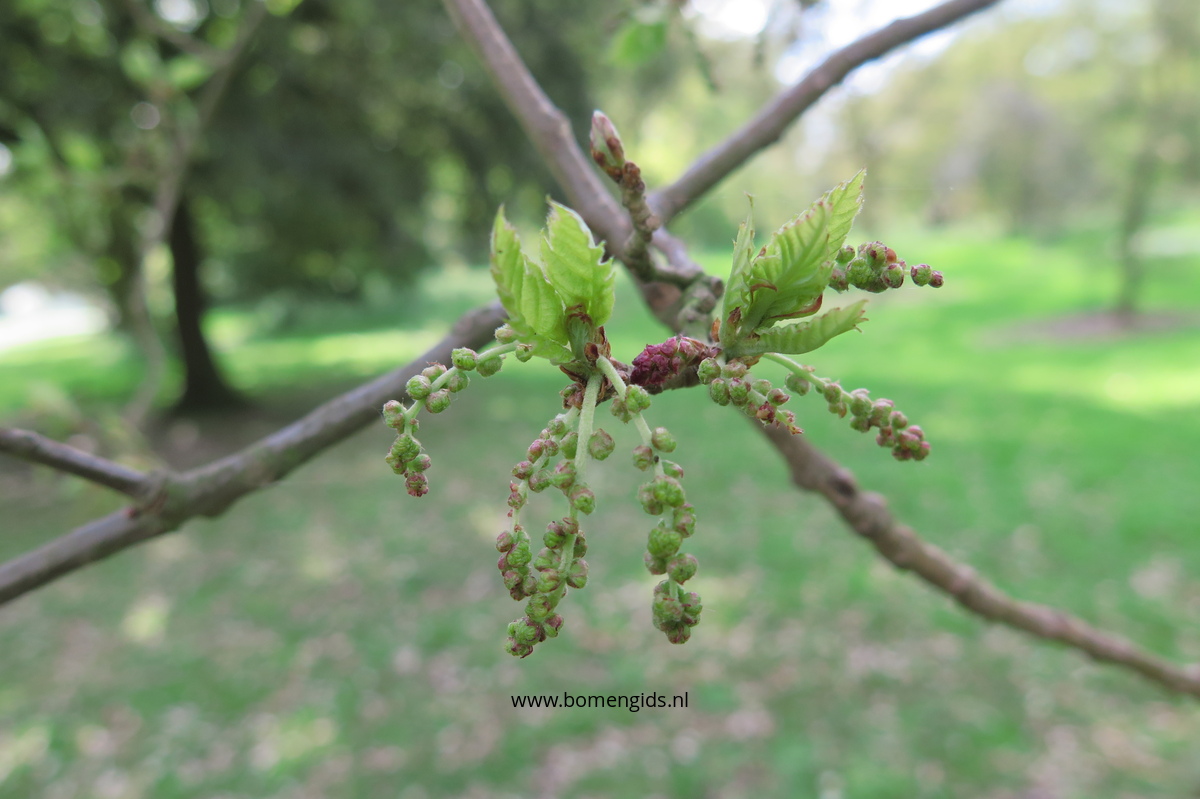 European treeguide Bomengids.nl featuring: Turkse_x_kurk_eik--Lucombe ...