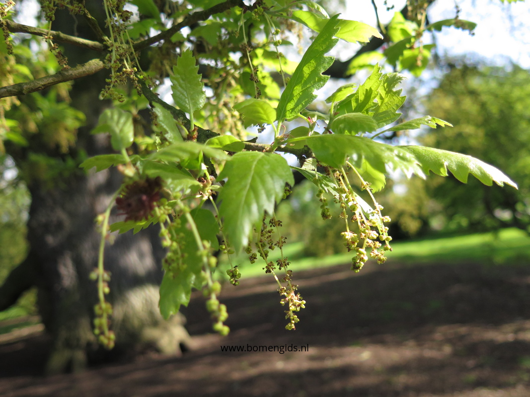 European treeguide Bomengids.nl featuring: Turkse_x_kurk_eik--Lucombe ...