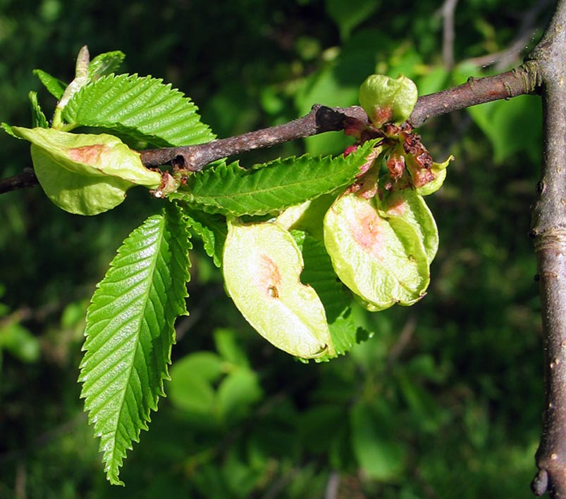 Bomen herkennen op www.bomengids.nl, recognizing Dutch trees
