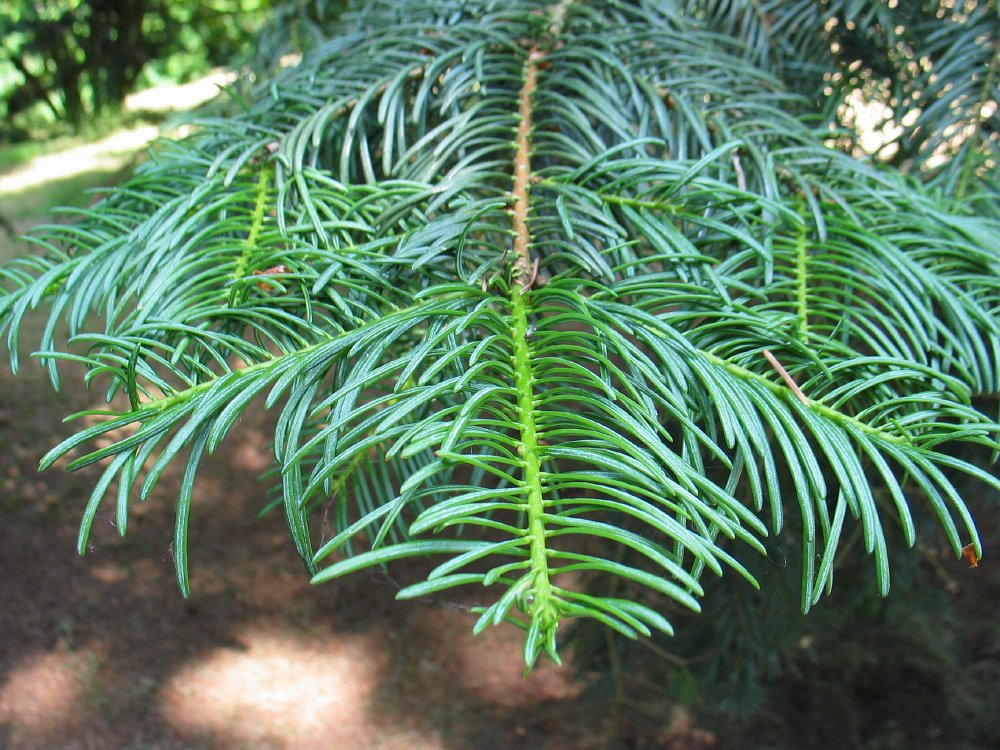 Colorado zilverspar Abies concolor White fir Bomen herkennen op www ...