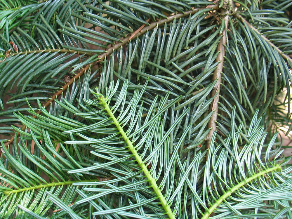 Colorado zilverspar Abies concolor White fir Bomen herkennen op www ...