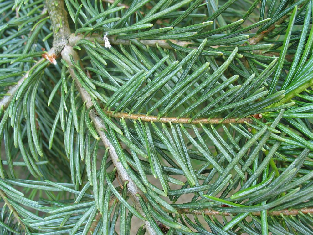 Zilversparren (Abies) Naaldbomen herkennen op deze bomen site ...
