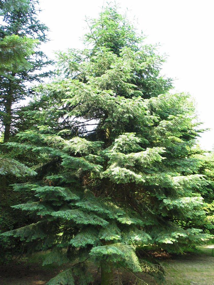 Zilversparren (Abies) Naaldbomen herkennen op deze bomen site ...