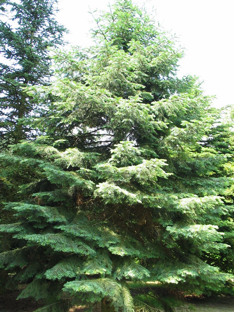 Colorado zilverspar Abies concolor White fir Bomen herkennen op www ...